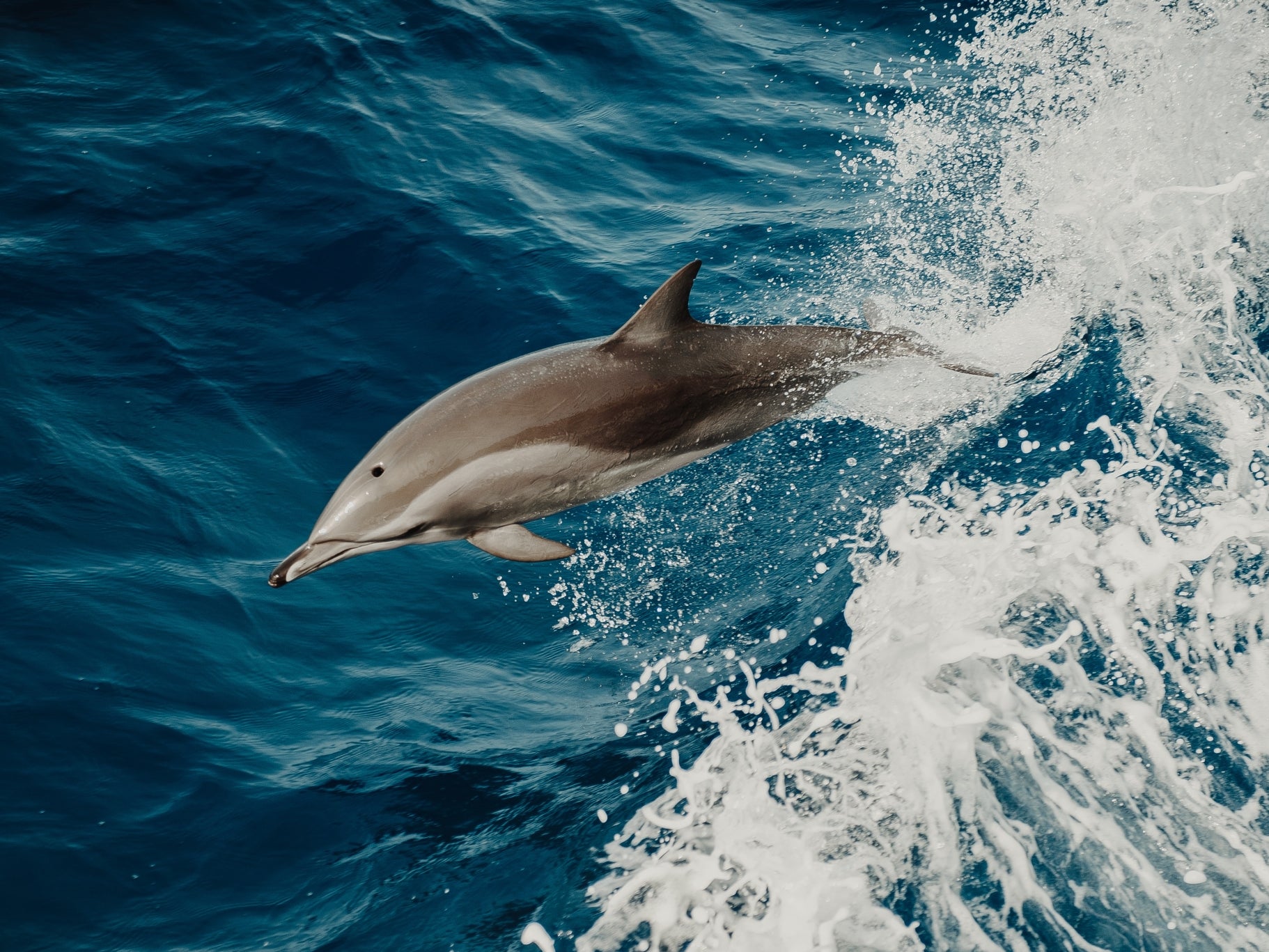 Dolphin – Bobby's Planet