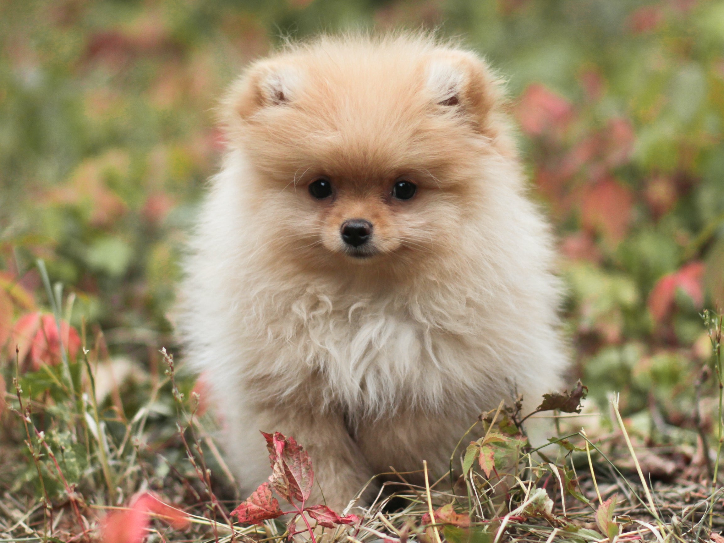 Buy The Cute Pomeranian Design Collection – Bobby's Planet